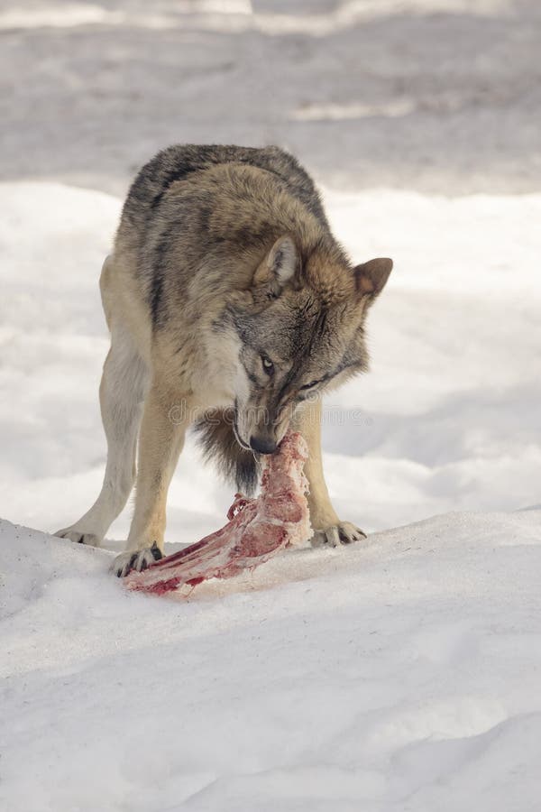 Wolf eats meat stock photo. Image of nature, natural - 94395764
