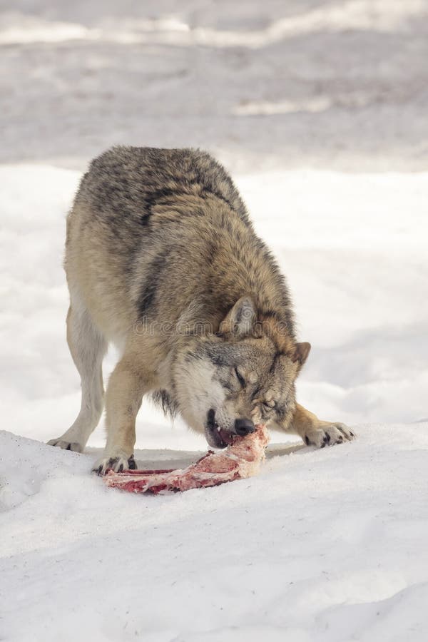 Wolf eats meat stock photo. Image of danger, frozen, animals - 94395784