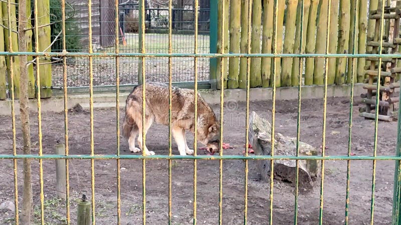 Wolf Eats Raw Meat from the Ground Stock Image - Image of environment, nature: 314070955