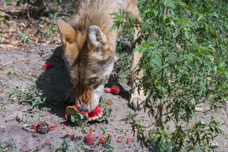 Wolf eats a watermelon stock photo. Image of watermelon - 33014098