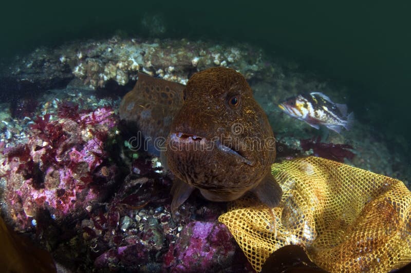 Wolf Eel stock photo. Image of adventure, underwater - 20181802