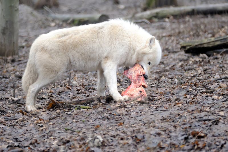 Wolf essen stockbild. Bild von kopf, essen, auge, frech - 22998873
