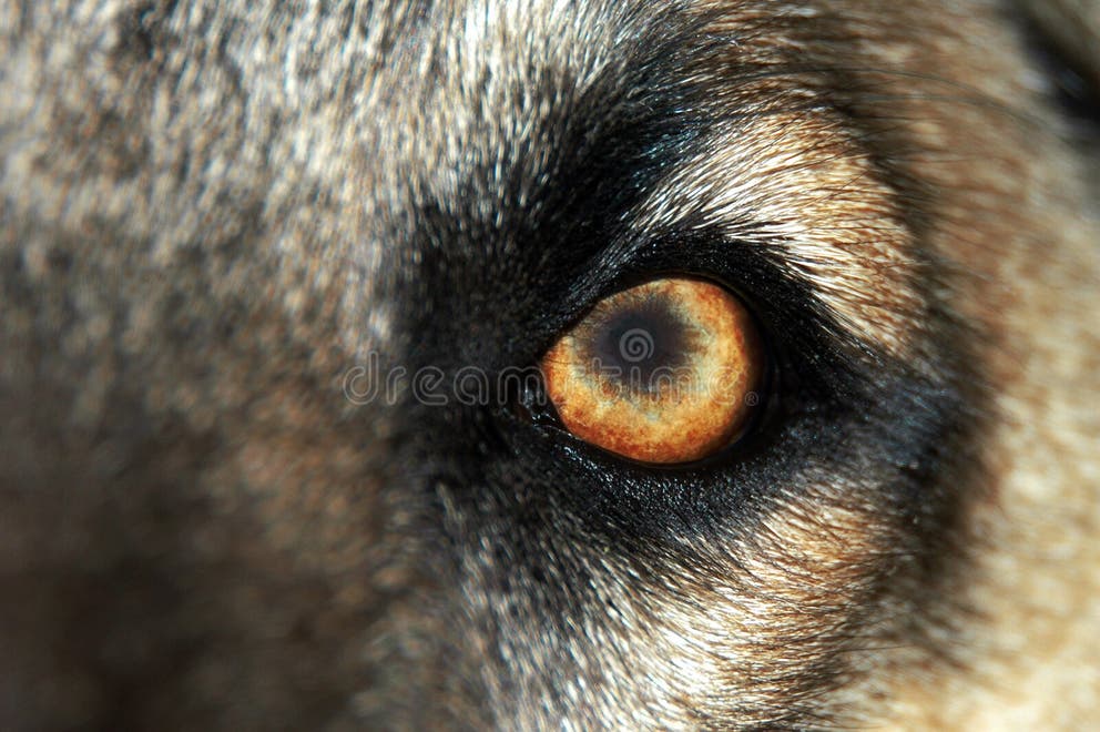 Wolf Eye - Normal stock photo. Image of vicious, wild - 7019774