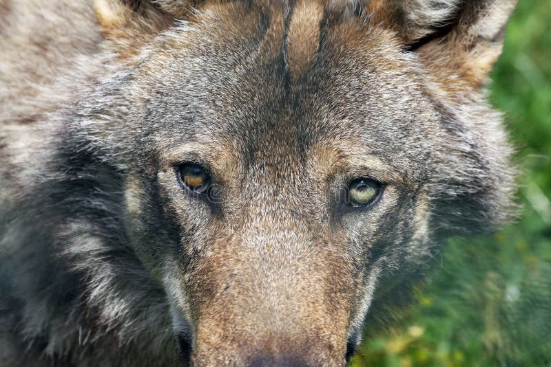 Wolf eyes stock photo. Image of nature, european, wolves - 10133688
