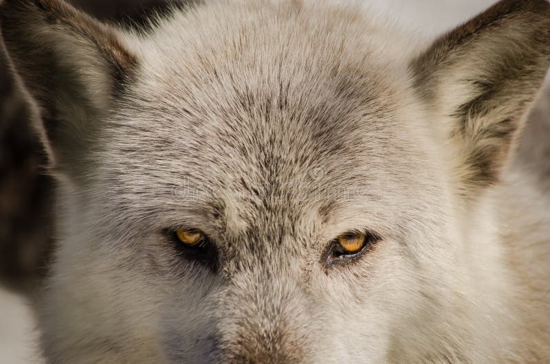 Wolf eyes stock image. Image of eyes, looking, wolfeyes - 122001111