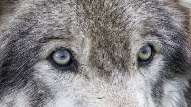 Wolf Eyes stock image. Image of wild, wolf, danger, eyes - 60602491
