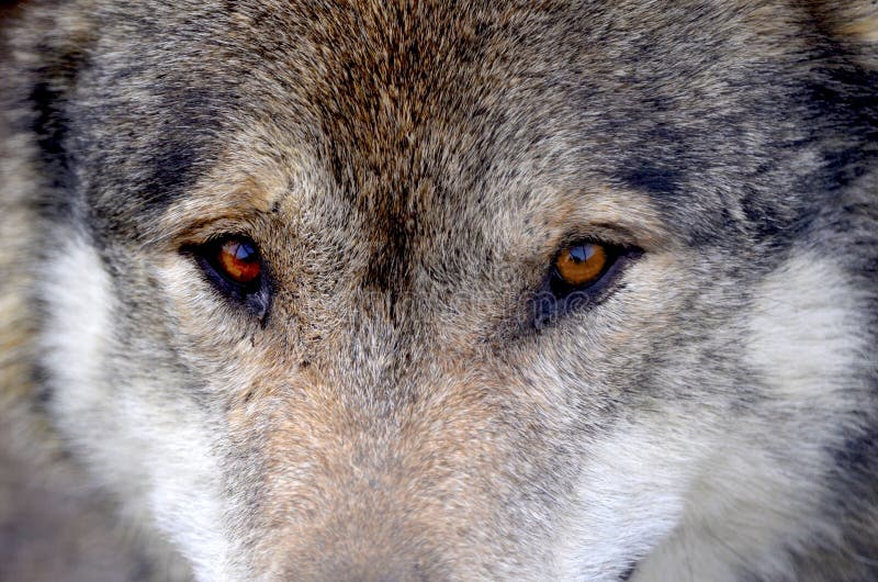 Mirada Fija Del Lobo Salvaje Foto de archivo - Imagen de madera, canoa ...