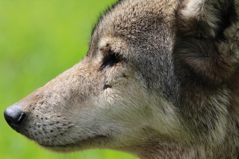 410 Wolf Side Face Stock Photos - Free & Royalty-Free Stock Photos from ...