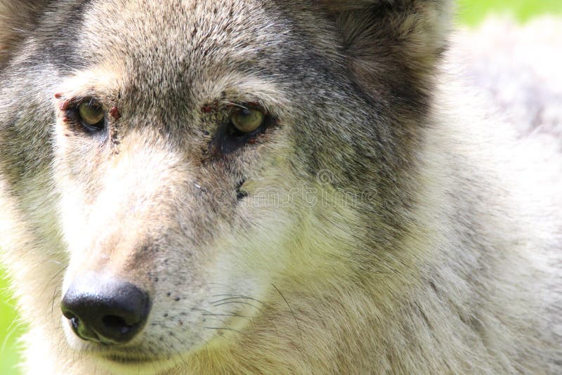 Wolf face stock photo. Image of afternoon, centre, fungi - 94929458