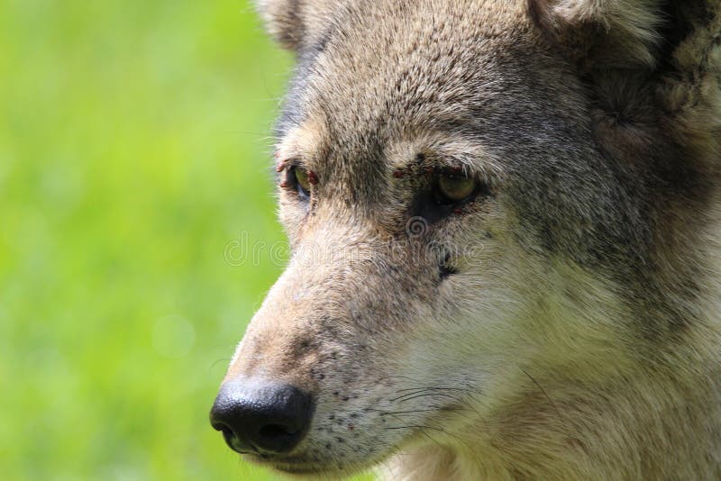 Wolf face stock image. Image of black, forest, centre - 94929497