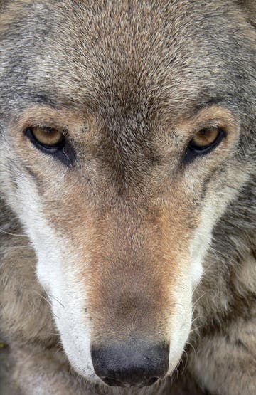 Wolf Face Close-up stock photo. Image of human, carnivore - 3028306