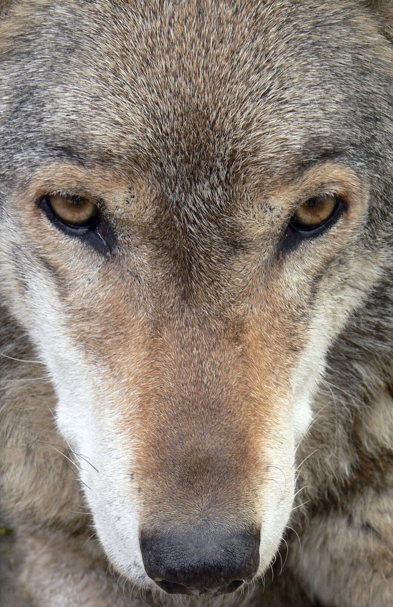 3,613 Wolf Face Close Up Stock Photos - Free & Royalty-Free Stock ...