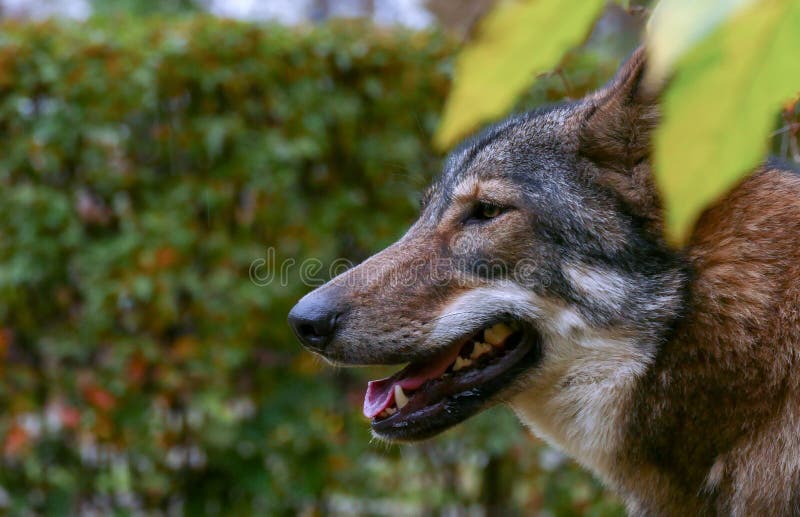Wolf Face Close-up stock photo. Image of human, carnivore - 3028306