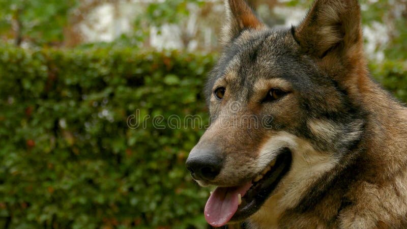 Wolf Face Close Up stock video. Video of eastern, gray - 160015857
