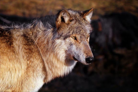 Wolf facing the wind stock photo. Image of wolf, candide - 18514472