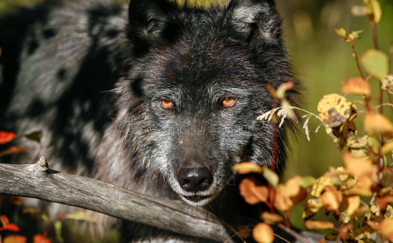 A Wolf in fall colors stock photo. Image of wolf, fall - 242115814
