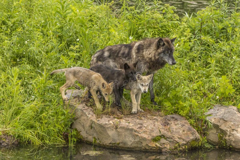 Wolf Family stock foto. Image of rots, volwassen, baby - 73614342