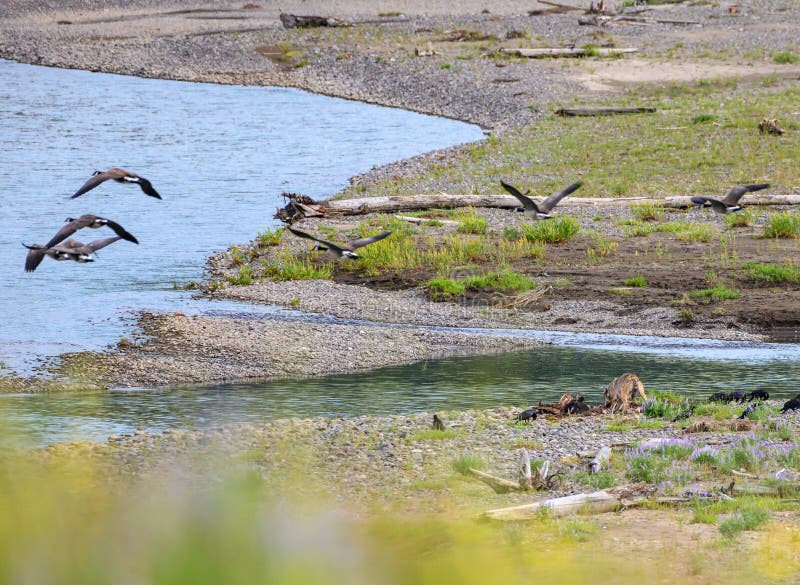 Wolf Feasts on Bison Kill As Geese Fly Over Stock Photo - Image of ...