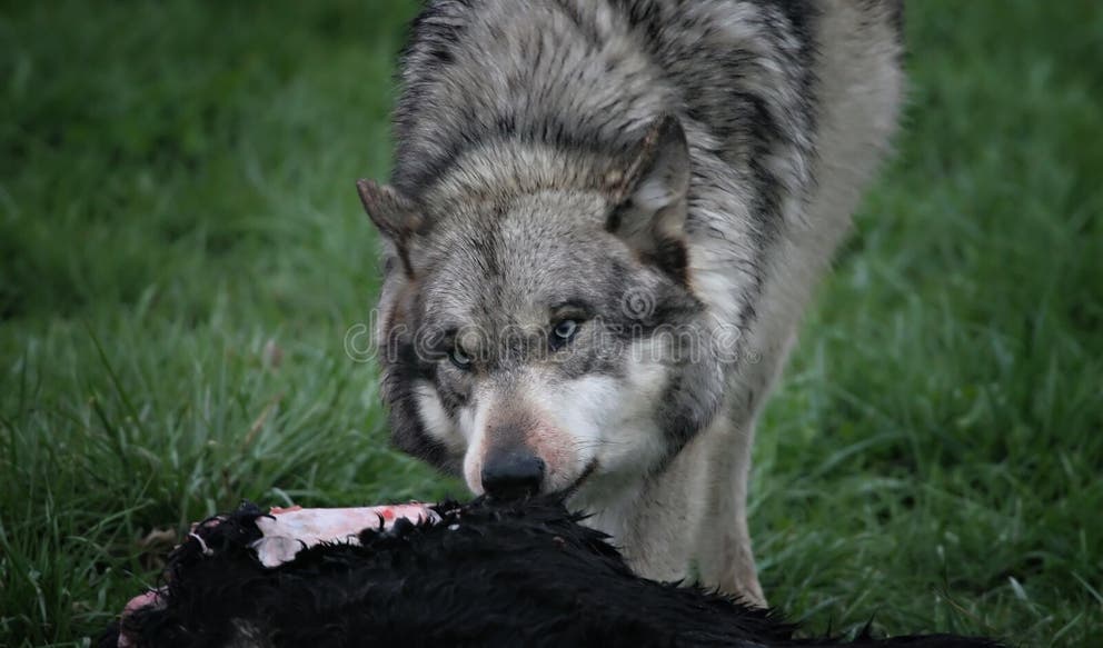 Wolf feeding stock photo. Image of grey, carnivore, candide - 18670312
