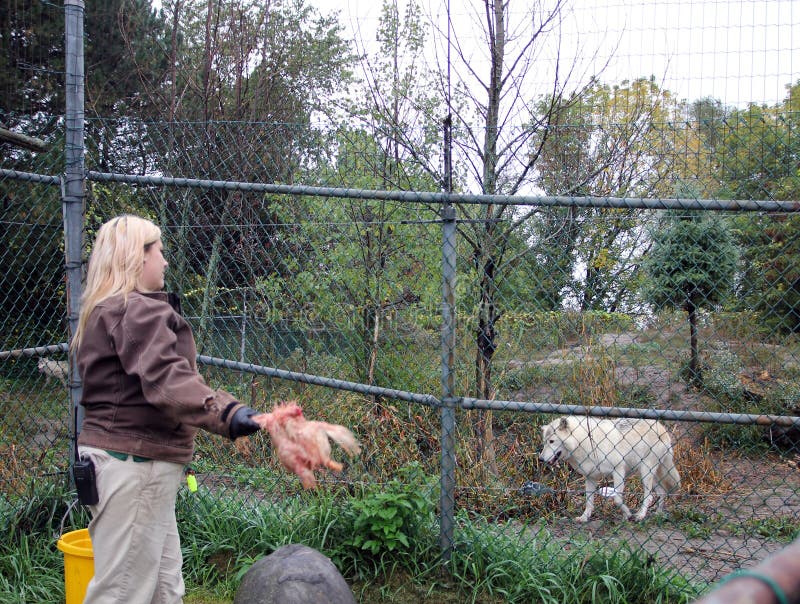 Wolf Feeding foto editorial. Imagem de cerca, nave, povos - 60353936