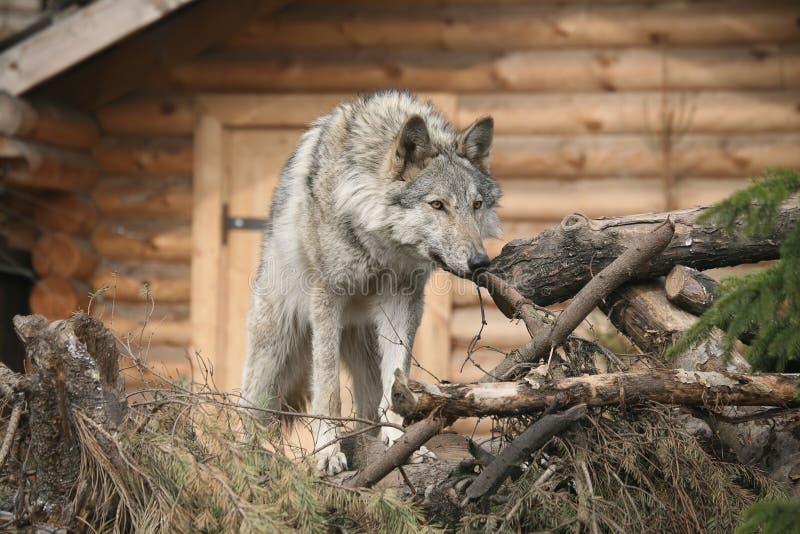 Wolf female stock image. Image of standing, female, forward - 20172353