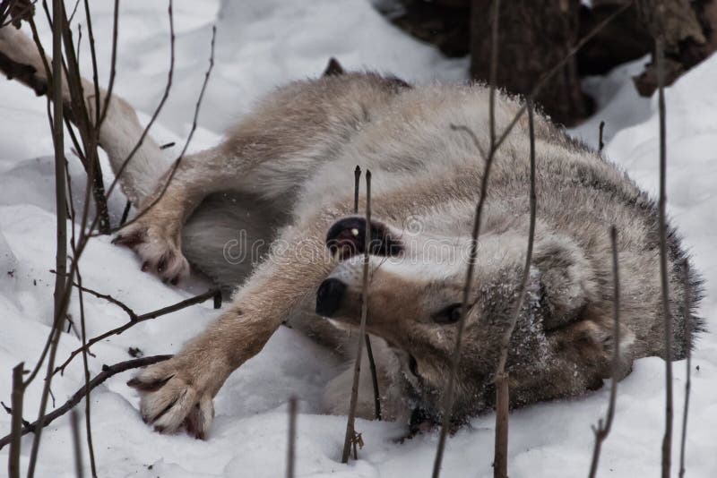 Wolf Female Lying in the Snow, Playing in the Snow in the Winter Forest ...