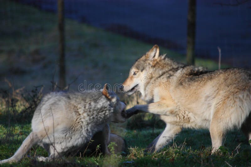 Wolf fight stock photo. Image of teeth, timber, pack - 10999162