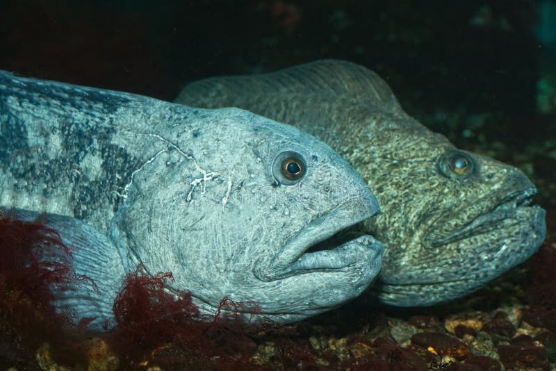 Wolf Eel stock photo. Image of adventure, underwater - 20181802