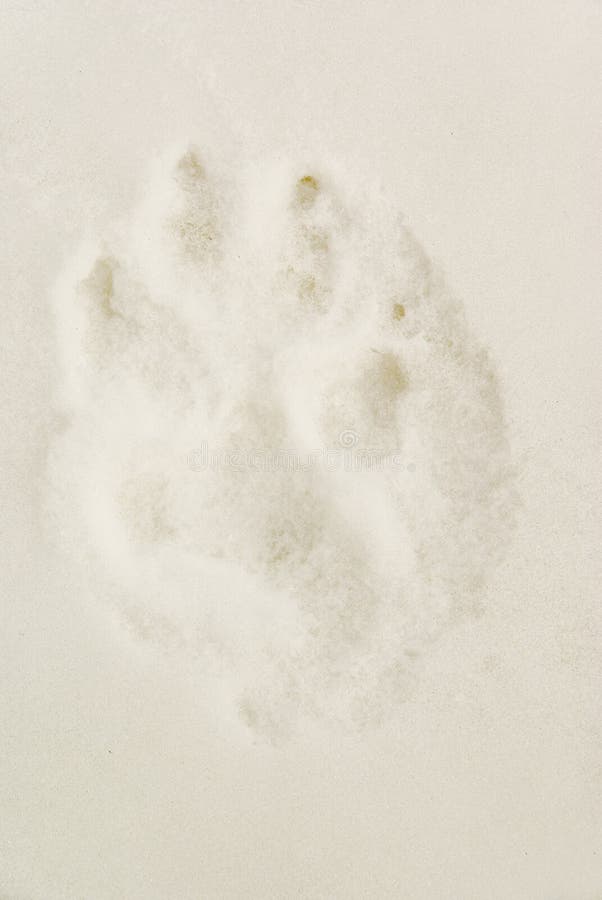 Wolf footprint snow stock photo. Image of sign, natural - 18123344