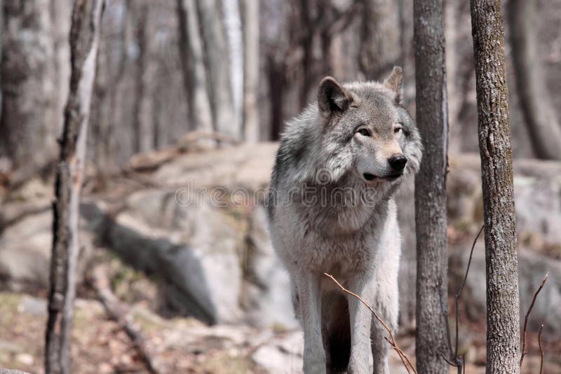 Wolf in forest stock image. Image of wolf, power, nature - 22530931