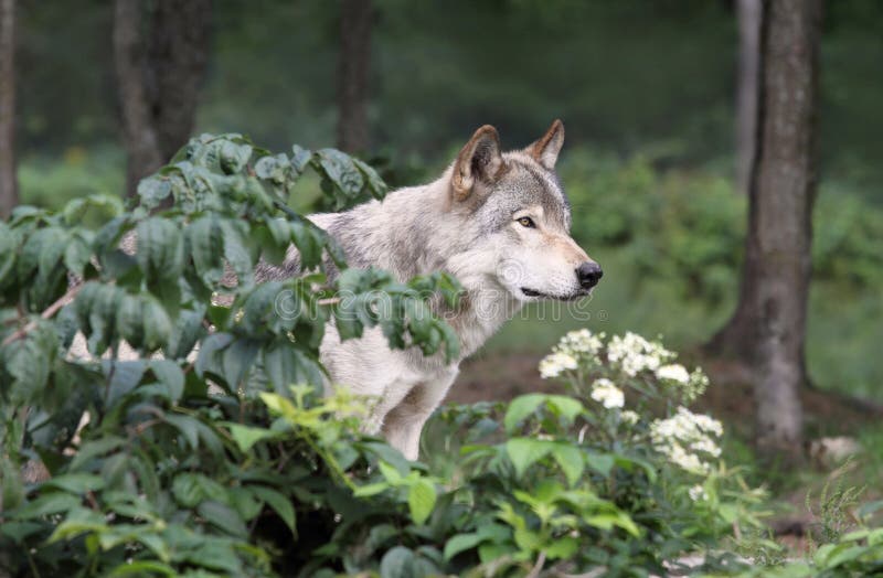 Wolf in forest stock image. Image of beauty, flower, gray - 26220399