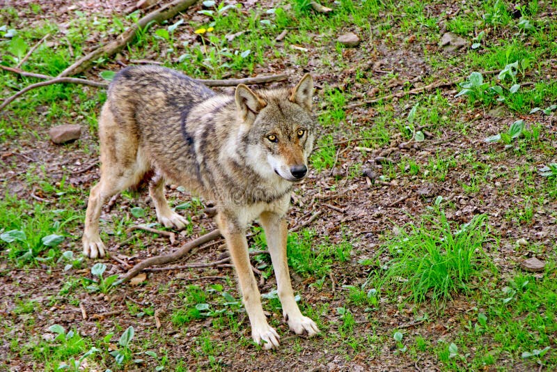Wolf stock photo. Image of nature, standing, serbia, lupus - 33050388