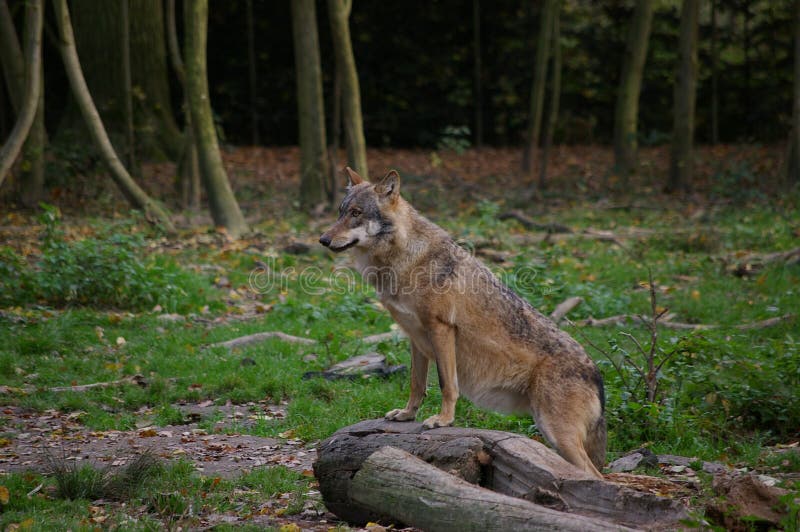 Wolf in forest stock photo. Image of canine, british, natural - 3667804