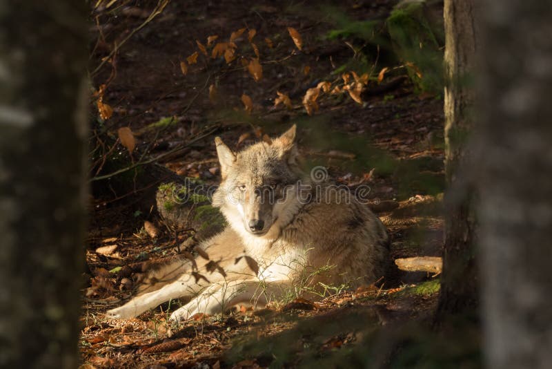 Wolf in the Forest, Animal Photography Stock Photo - Image of beautiful ...