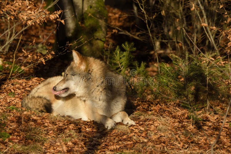 Wolf in the Forest, Animal Photography Stock Image - Image of canine ...