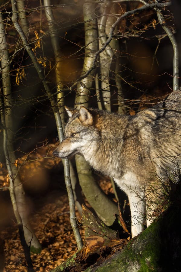 Wolf in the Forest, Animal Photography Stock Image - Image of mammal ...