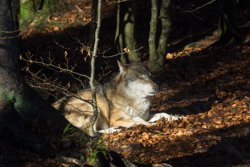 Wolf in the Forest, Animal Photography Stock Photo - Image of nature ...