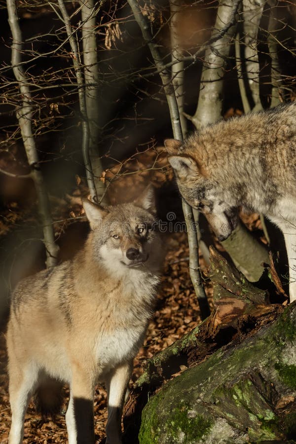 Wolf in the Forest, Animal Photography Stock Photo - Image of carnivore ...