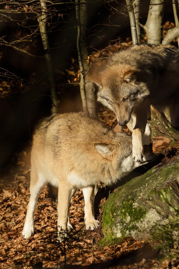 Wolf in the Forest, Animal Photography Stock Image - Image of grey ...