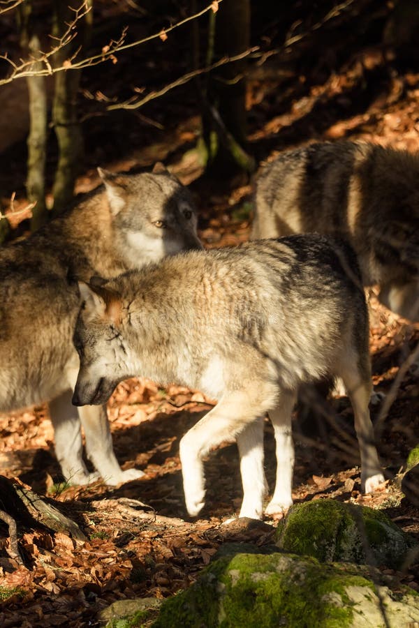 Wolf in the Forest, Animal Photography Stock Image - Image of bavarian ...