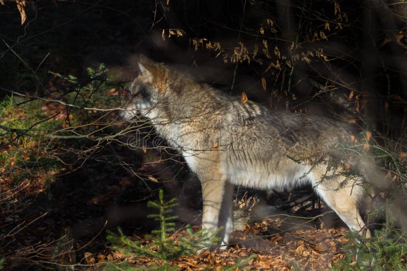 Wolf in the Forest, Animal Photography Stock Photo - Image of captive ...