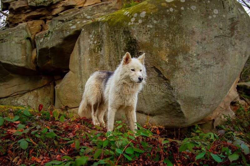 Wolf in Forest Animal Theme Landscape Rainy Season Stock Photo - Image of europe, wildlife ...