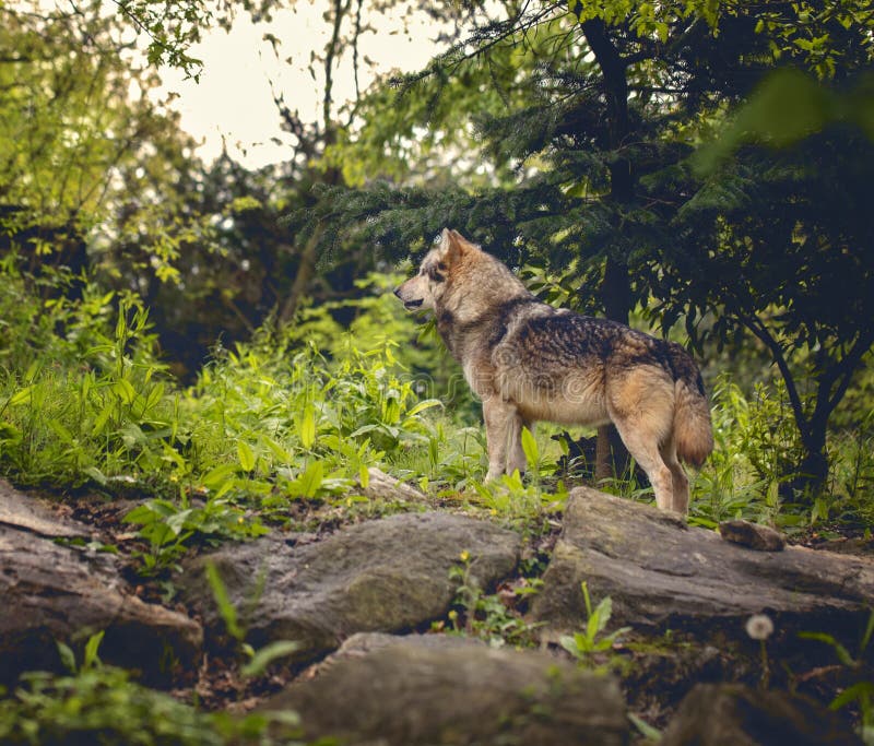 Wolf in forest stock image. Image of beast, animals, watchful - 54547085