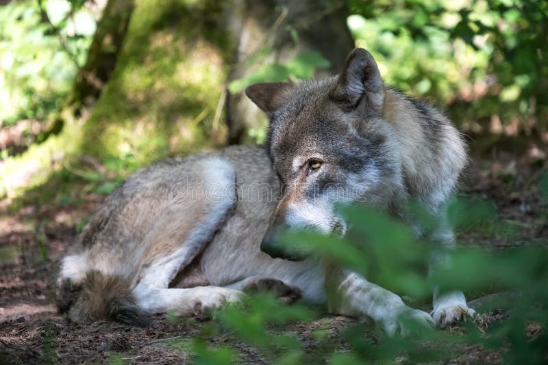 Wolf in the forest stock image. Image of forest, animal - 74975391