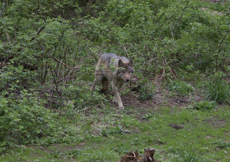 63,135 Wolf Photos - Free & Royalty-Free Stock Photos from Dreamstime