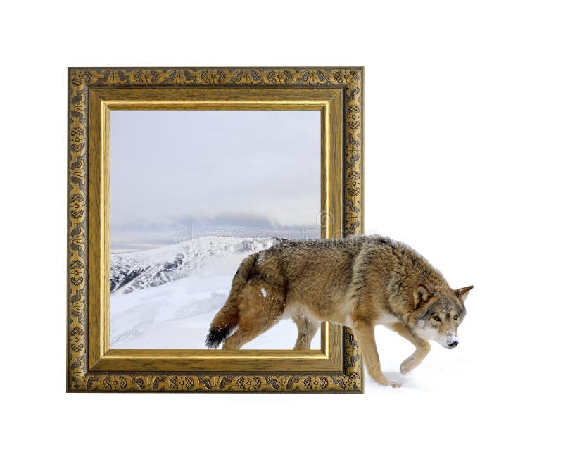 Wolf in Frame with 3d Effect Stock Image - Image of banner, graphic ...