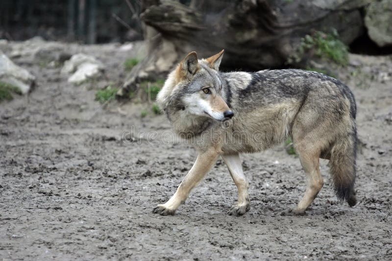 Wolf freedom stock photo. Image of animals, canis, portrait - 3831358