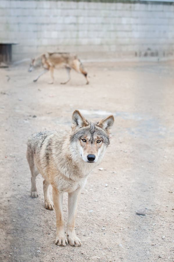 A Friendly Wolf Like Hunting Dog Enjoying Free Time In The Field. Stock ...