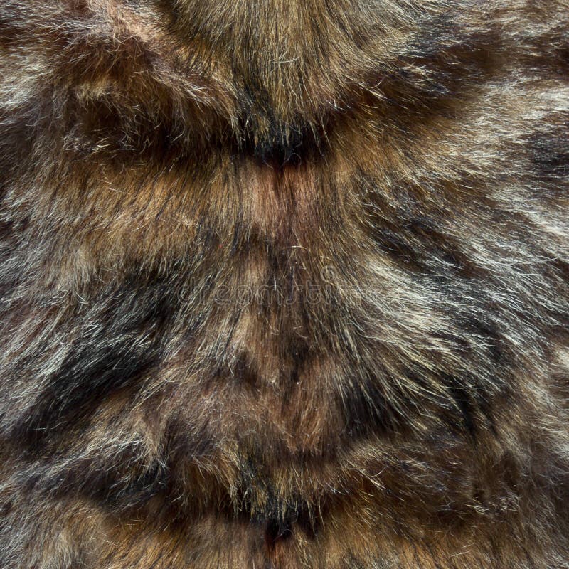 Wolf Fur Wolf Fur Texture for Background Stock Image - Image of animal, fluffy: 182359579