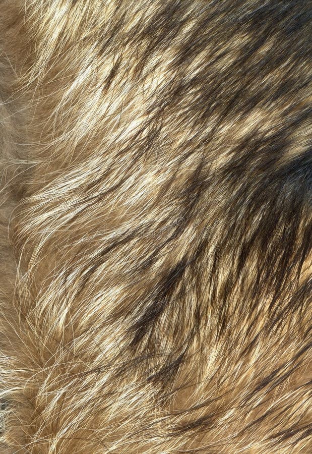 Dog fur texture stock photo. Image of hairy, hair, natural - 34923604